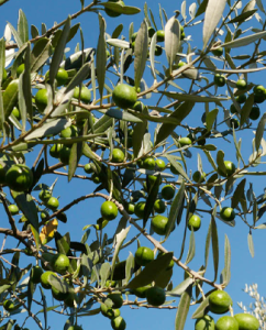 Oliveira Galega | Viveiros Matos